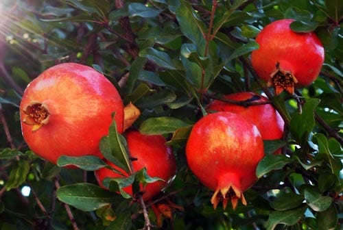 The Upcycled Certified Pomegranate Extract That's Revolutionizing ...