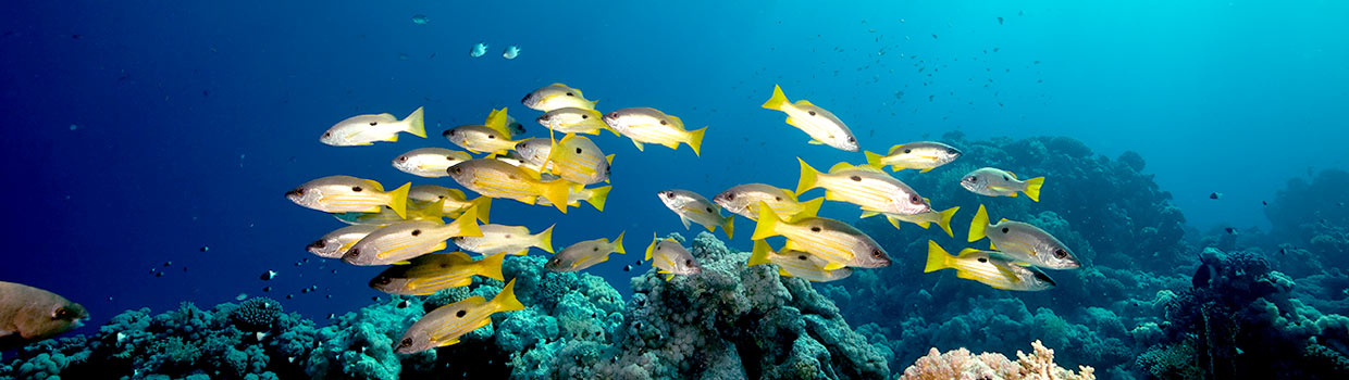 Our Partner, Nippi TruMarine Collagen | STAUBER