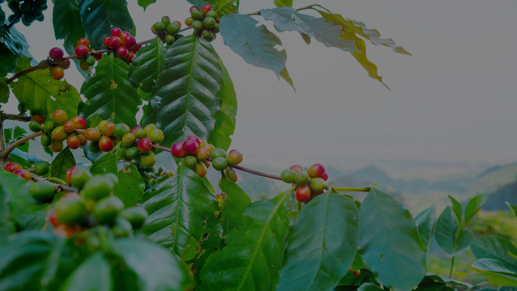 Our Partner, Coffeefruit - The Powerhouse Antioxidant | Stauber