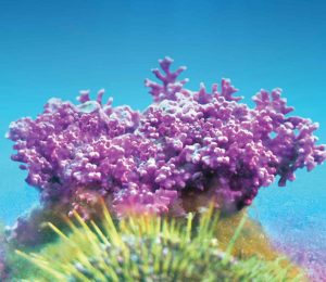 Have you heard the news? Aquamin TG is Organic! - StauberUSA